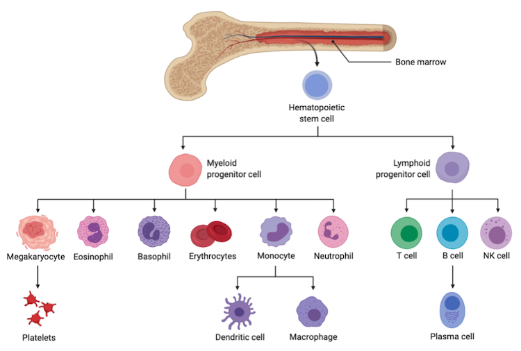 Which cells have a myeloid lineage and how are they identified?