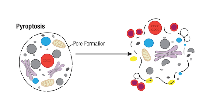 Mechanisms of Cell Death: Pyroptosis | CST Blog