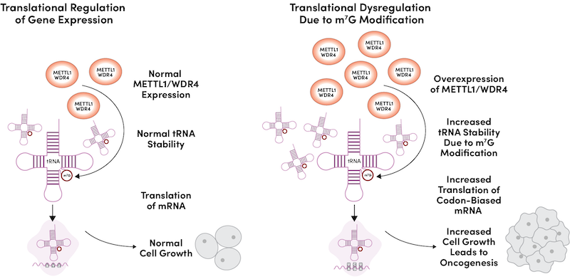 The Role of m7G Modification in Cancer & Developmental Disorders