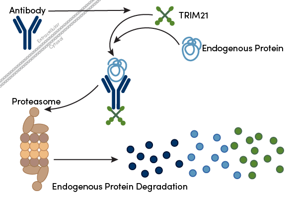 Trim-Away: Rapid, Easy & Specific Protein Degradation | CST Blog