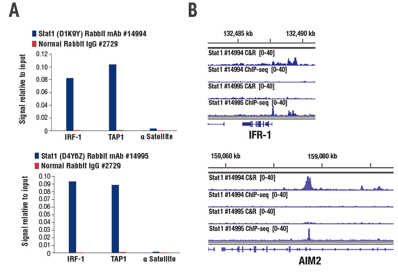 CUT&RUN Assay: Will a ChIP-Validated Antibody Work?