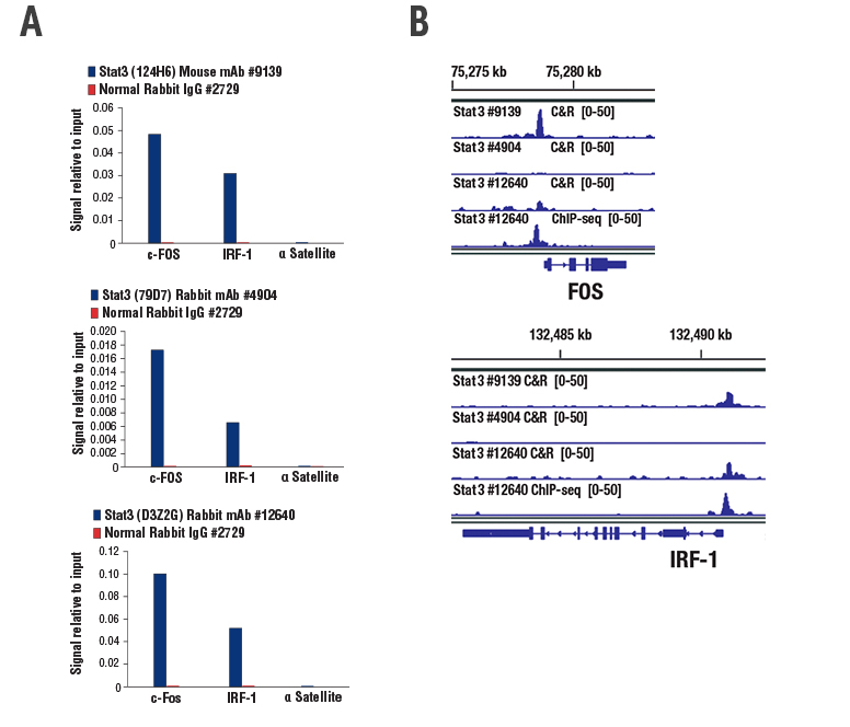 CUT&RUN: Will a ChIP-Validated Antibody Work?