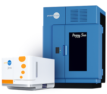 CST Antibodies Validated for Simple Western | Automated WB