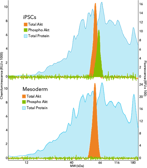 CST Antibodies Validated for Simple Western | Automated WB