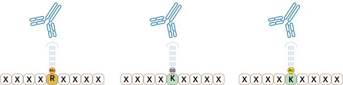 A Revolution in Proteomics Analysis: What is PTMScan?