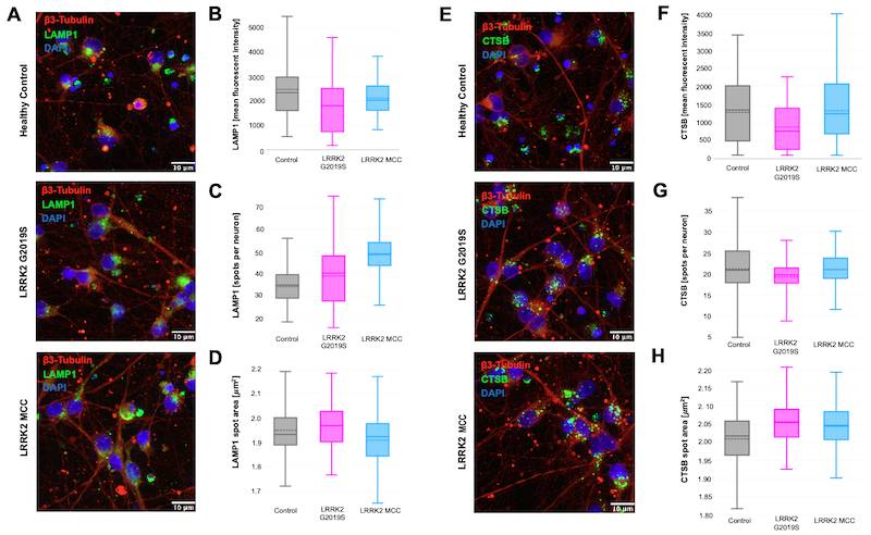 Characterizing the Autophagic-Lysosomal Pathway in Parkinson’s
