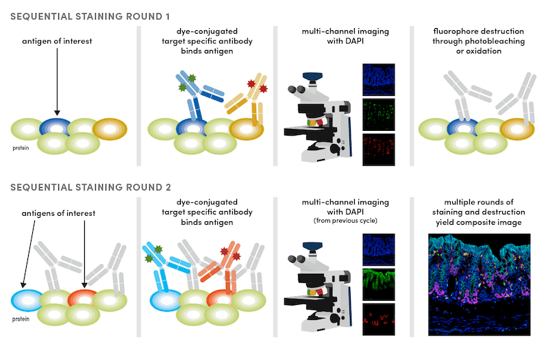 Strategies for Multiplex IF Using Conjugated Antibodies