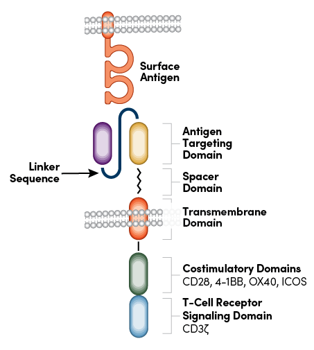 CAR Linker Antibodies for Whitlow/218 & G4S | CAR-T Cell Research