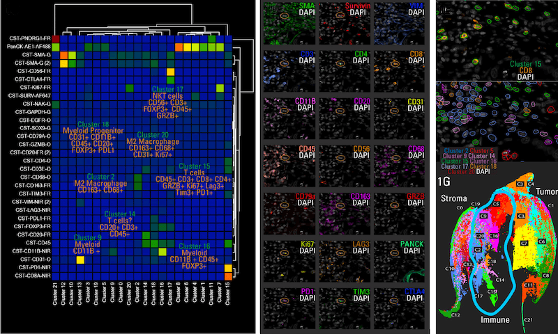 Antibodies Validated for the Leica Cell DIVE Multiplexed Imager