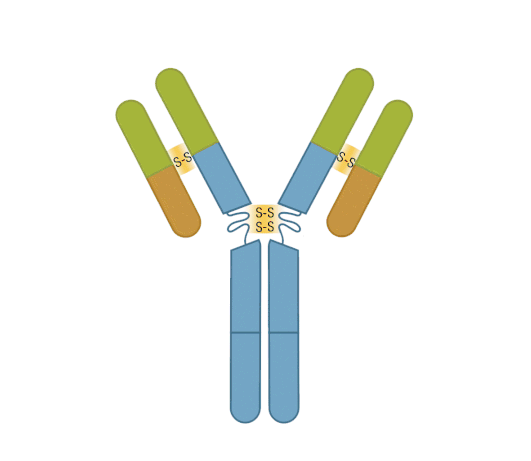 What Is a Research Antibody? | Antibody Essentials