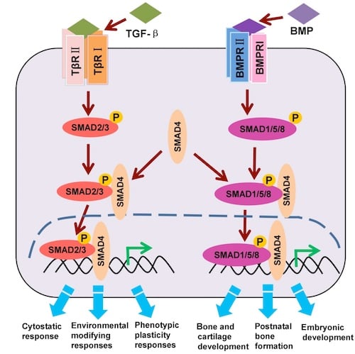 High-Throughput 3D Assays: Analysis of TGF-β Signaling