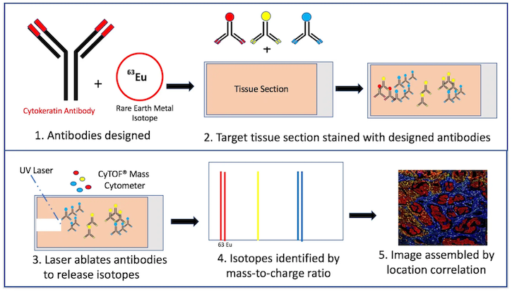 IMC: Understanding the Microenvironment of Disease