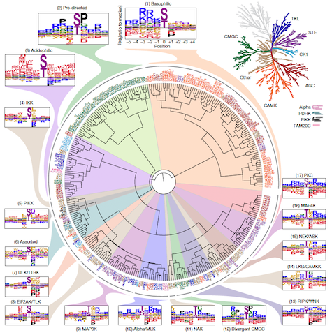 Using Big Data to Identify Kinase Drug Targets | The Kinase Library