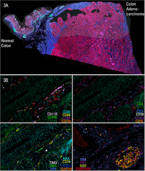 Antibodies Validated for the Leica Cell DIVE Multiplexed Imager