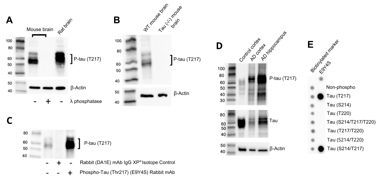 Highly Validated P-Tau217 Antibody | Advancing Alzheimer’s Research