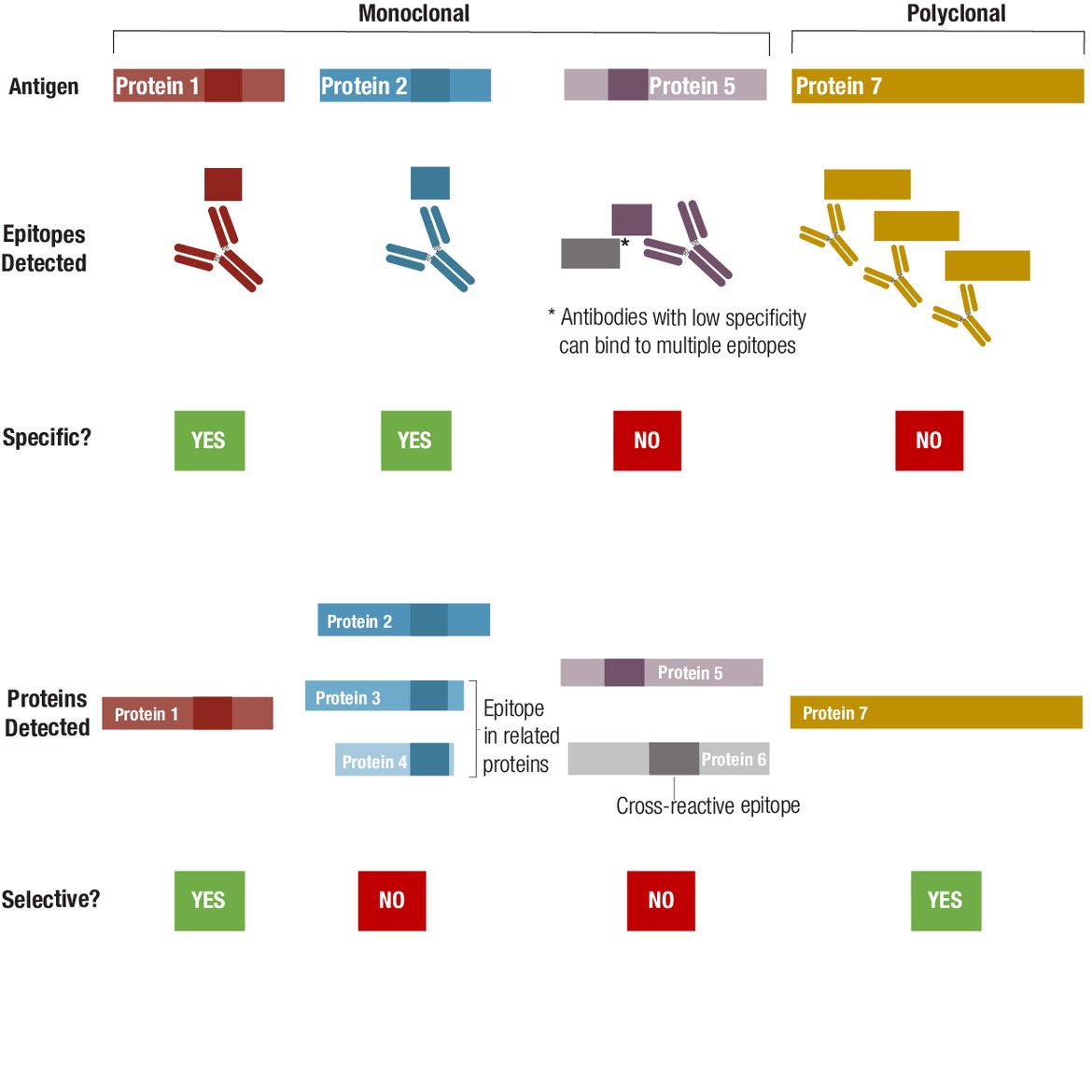 Antibody Essentials Part 1: Antibody Basics