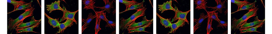 What to Ask Before Starting Your Next Immunofluorescence Experiment