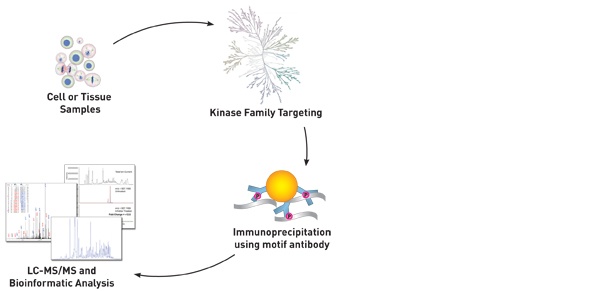 Discovery to Diagnostics: Translational Applications of PTM Proteomics