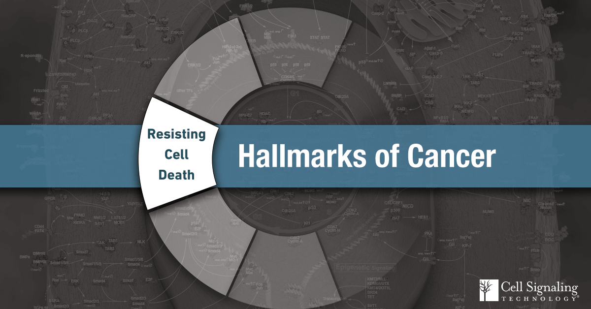 Hallmarks of Cancer: Resisting Cell Death