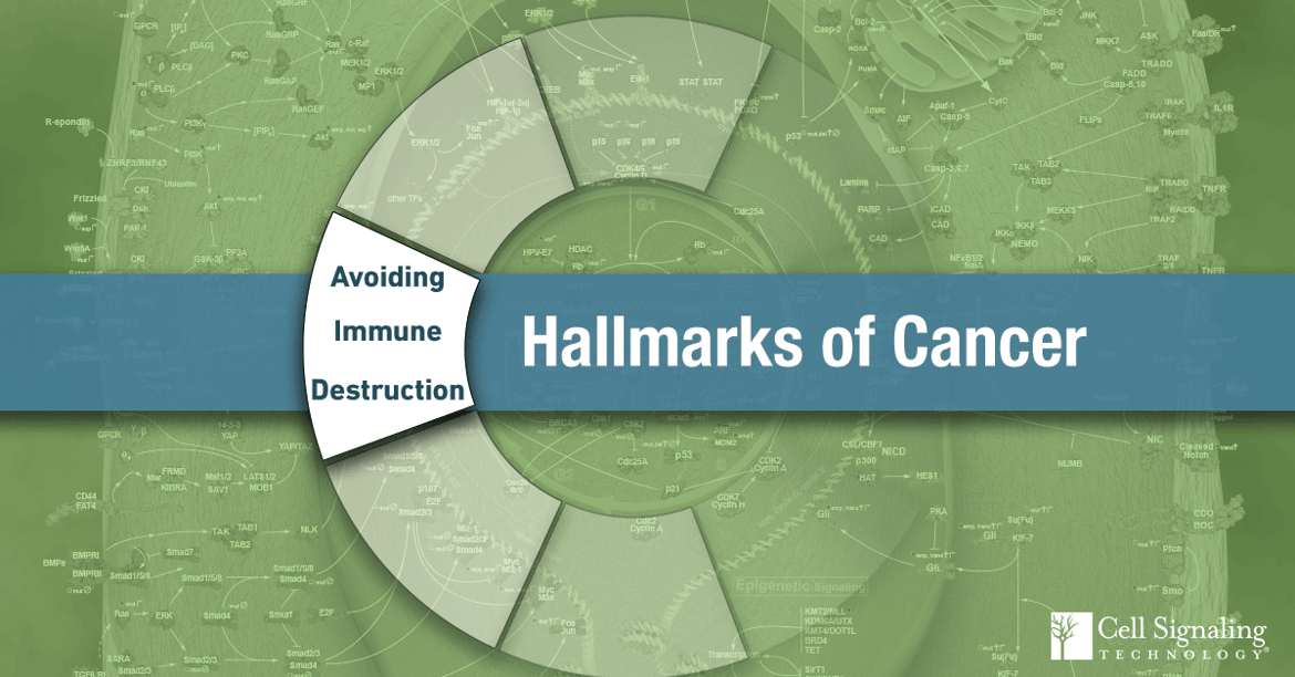 Avoiding Immune Destruction | Hallmarks of Cancer Research