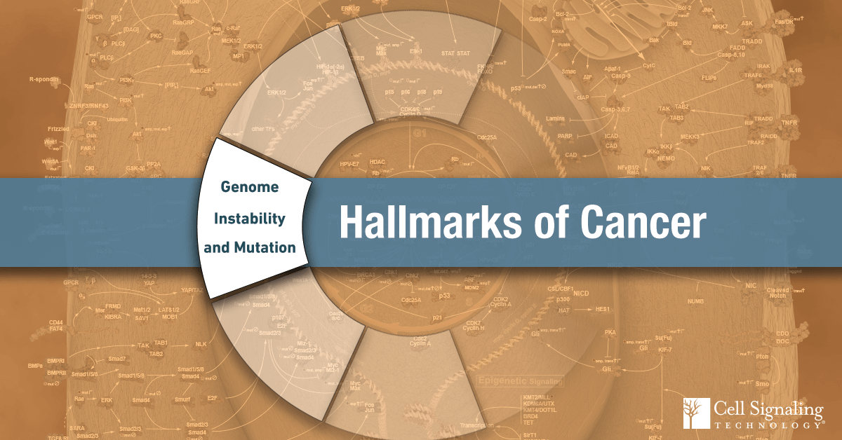Hallmarks of Cancer: Genome Instability & Mutation | CST Blog