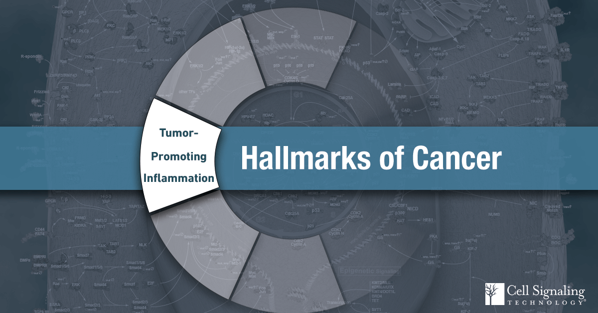 Hallmarks of Cancer: Tumor Promoting Inflammation