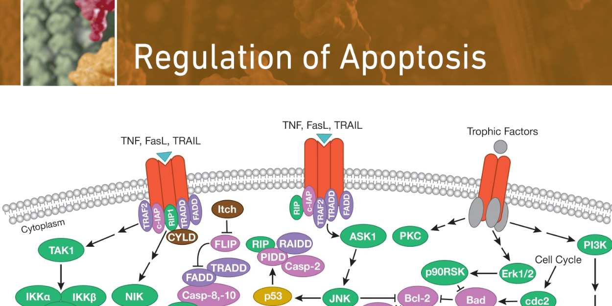 Necroptosis and Pyroptosis Add to Our Understanding of Apoptotic Cell Death