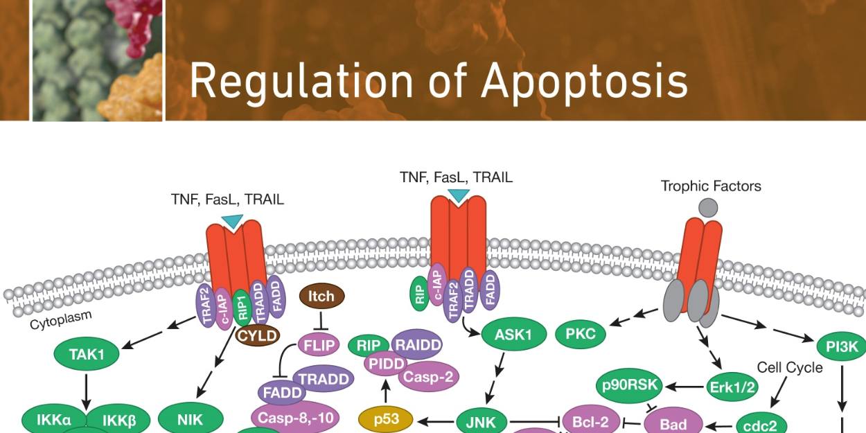 Necroptosis and Pyroptosis Add to Our Understanding of Apoptotic Cell Death