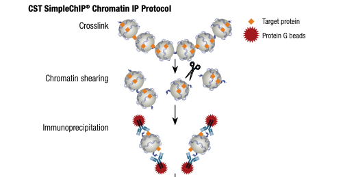 Preparing a ChIP-seq DNA library. Where do I start?
