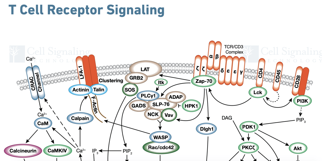 T Cell Basics: What a Disease Researcher Needs to Know | CST Blog
