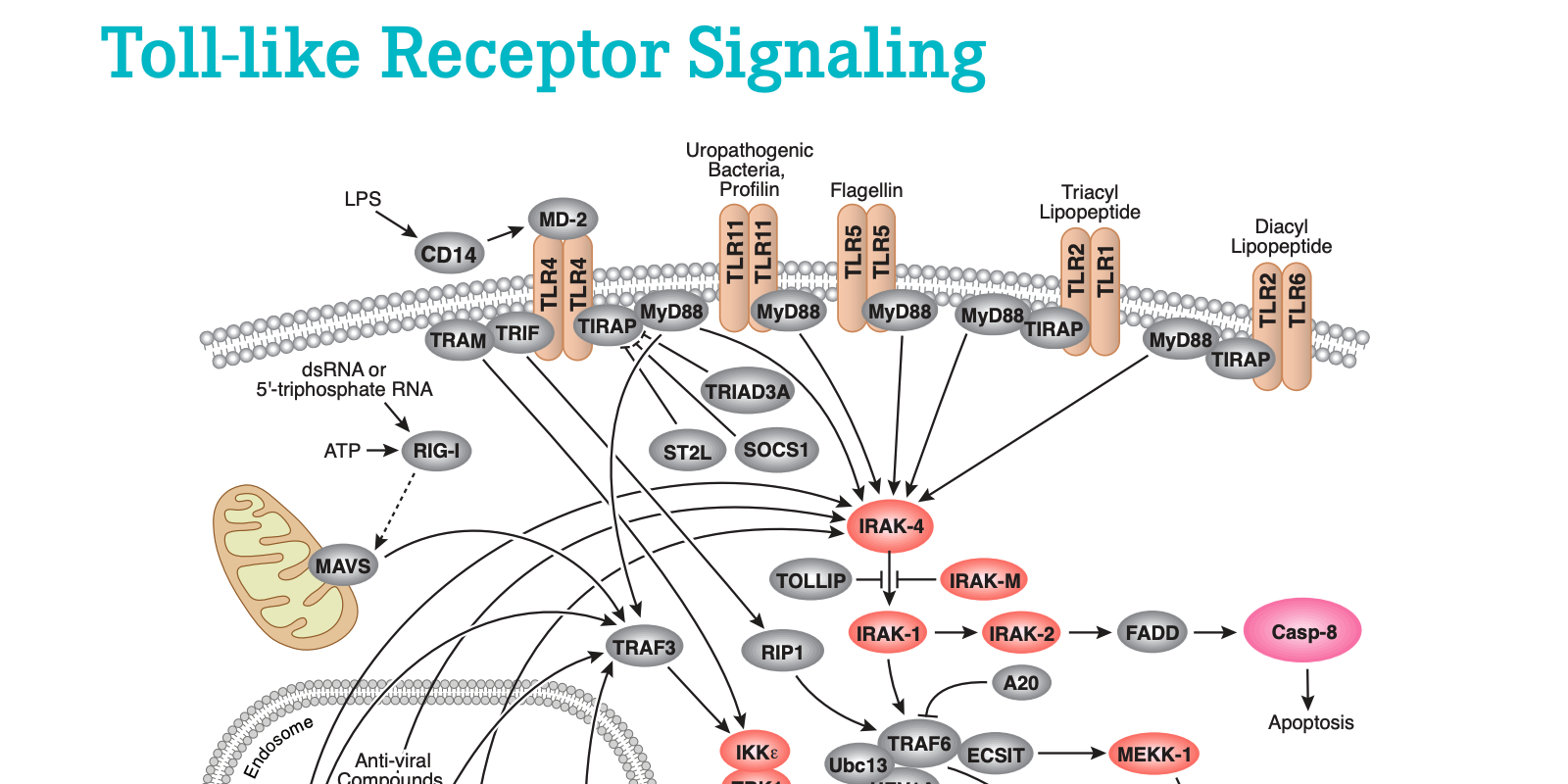 What are toll-like receptors and how do they invoke tumor tolerance?