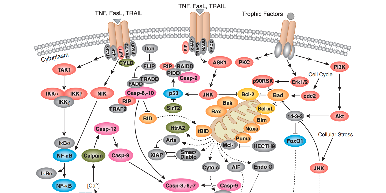 Cell Process: Seven Assays to Detect Apoptosis | CST Blog