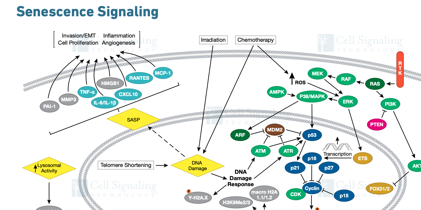 Which signaling pathways are associated with cellular senescence?