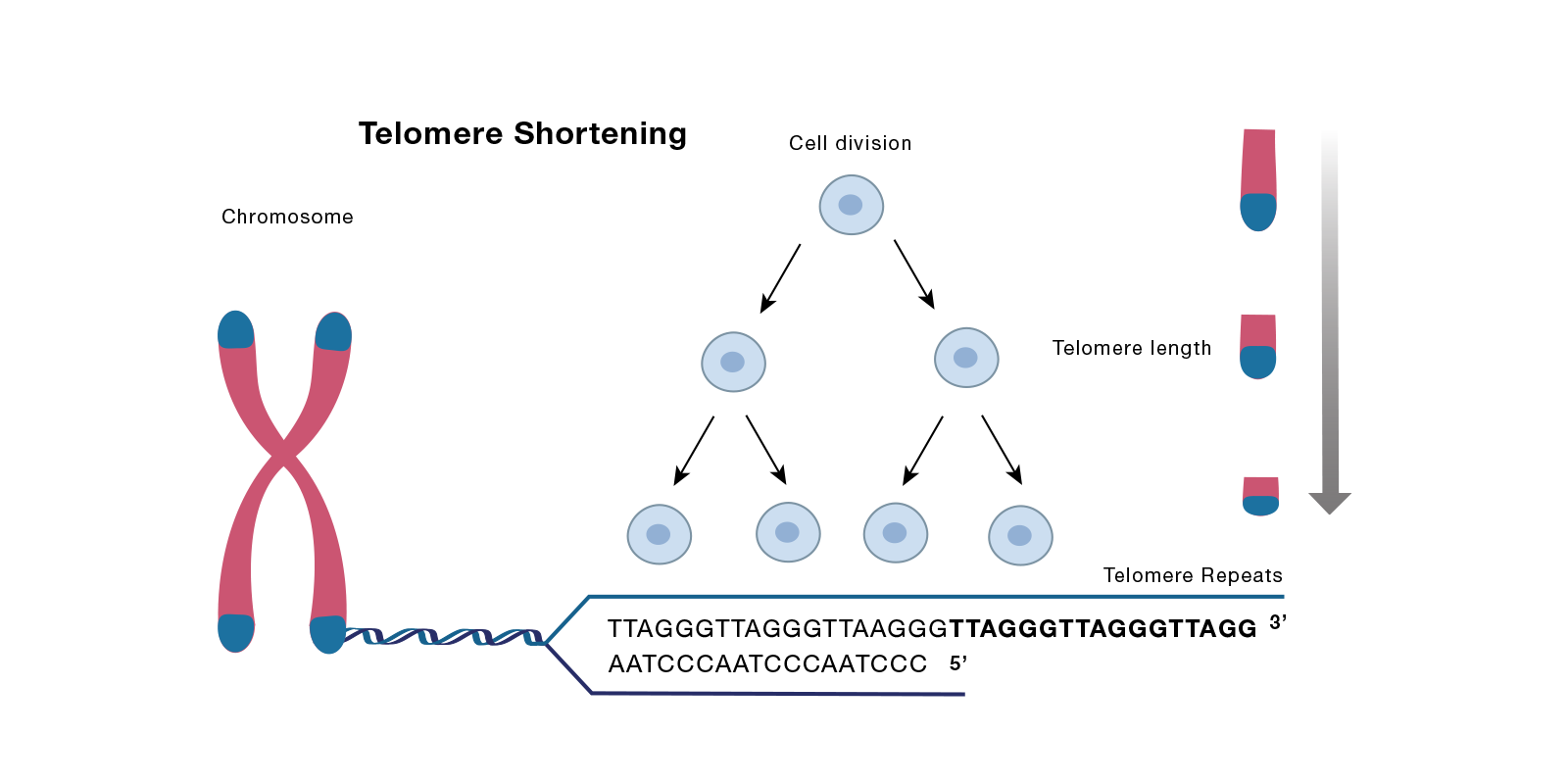 What role do the telomeres play in senescence? | CST Blog