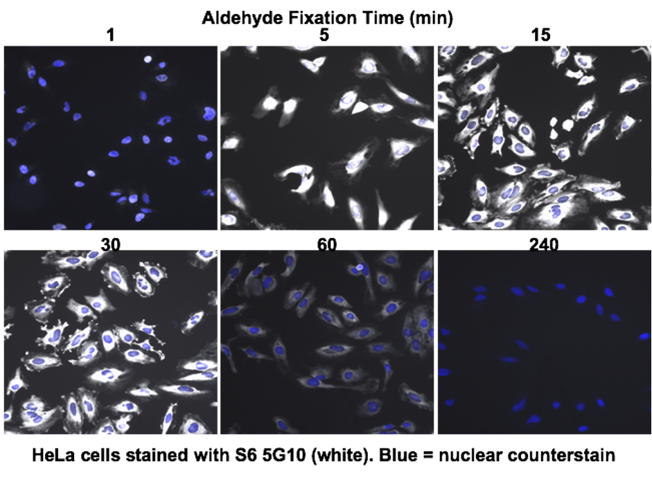 IF Staining Control: S6 Ribosomal Protein Antibody 5G10 | CST Blog
