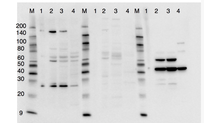 Best Practices for Cell Lysate Preparation | Western Blot