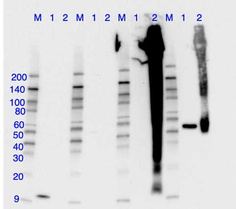 Best Practices for Cell Lysate Preparation | Western Blot