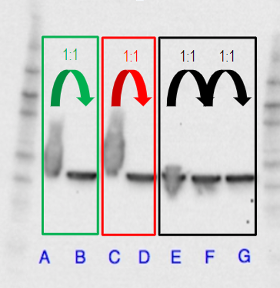Best Practices for Cell Lysate Preparation | Western Blot