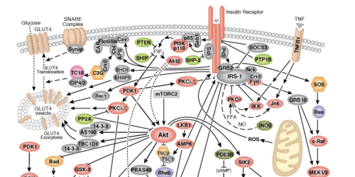 PI3K/Akt Signaling Targets Hit Close to Home