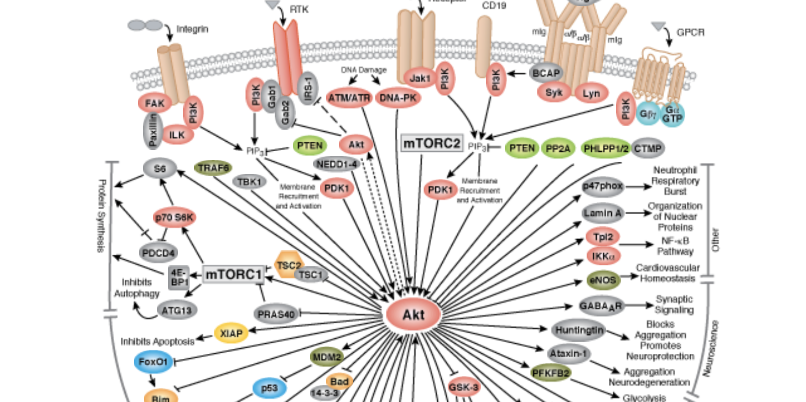 PI3K/Akt Signaling Targets Hit Close to Home