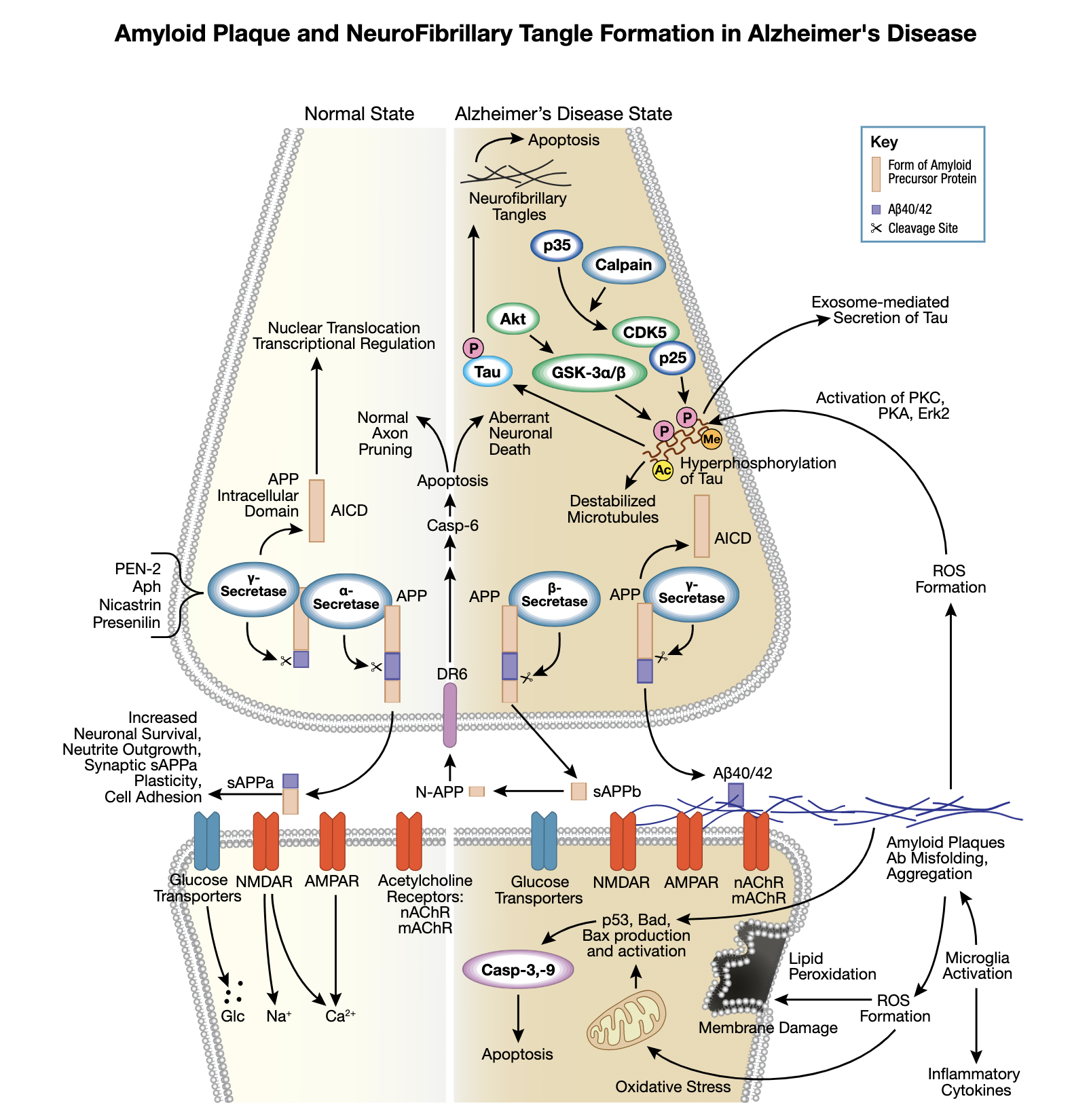 Neurodegeneration: Tau Protein and Neurofibrillary Tangles