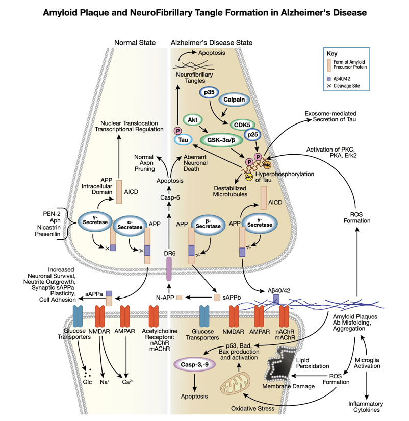 Neurodegeneration: Tau Protein and Neurofibrillary Tangles