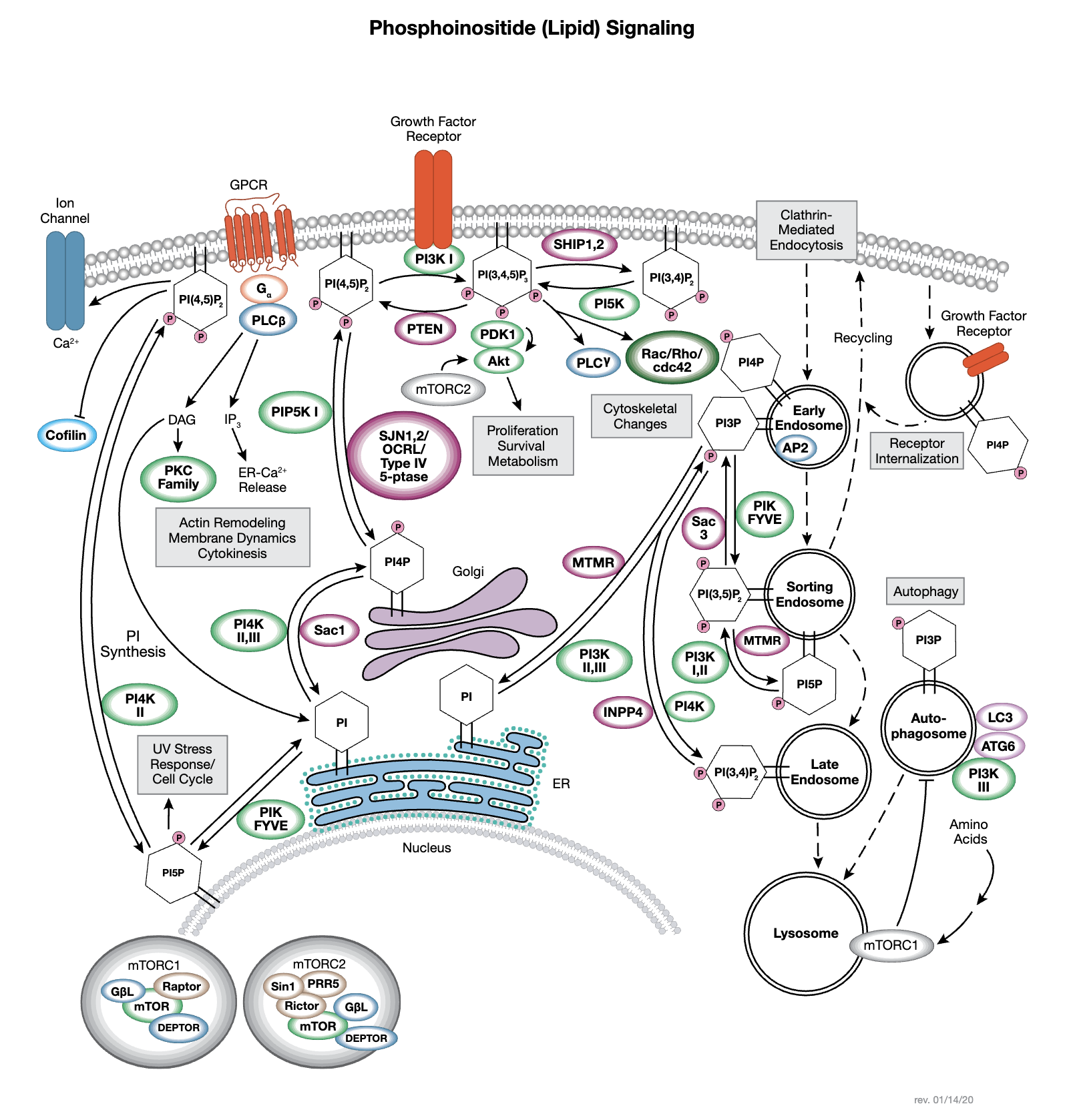 The Role of Metabolism in Cancer