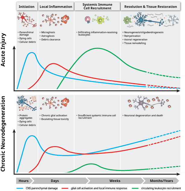 Neuroinflammation in Neurodegenerative Diseases | CST Blog
