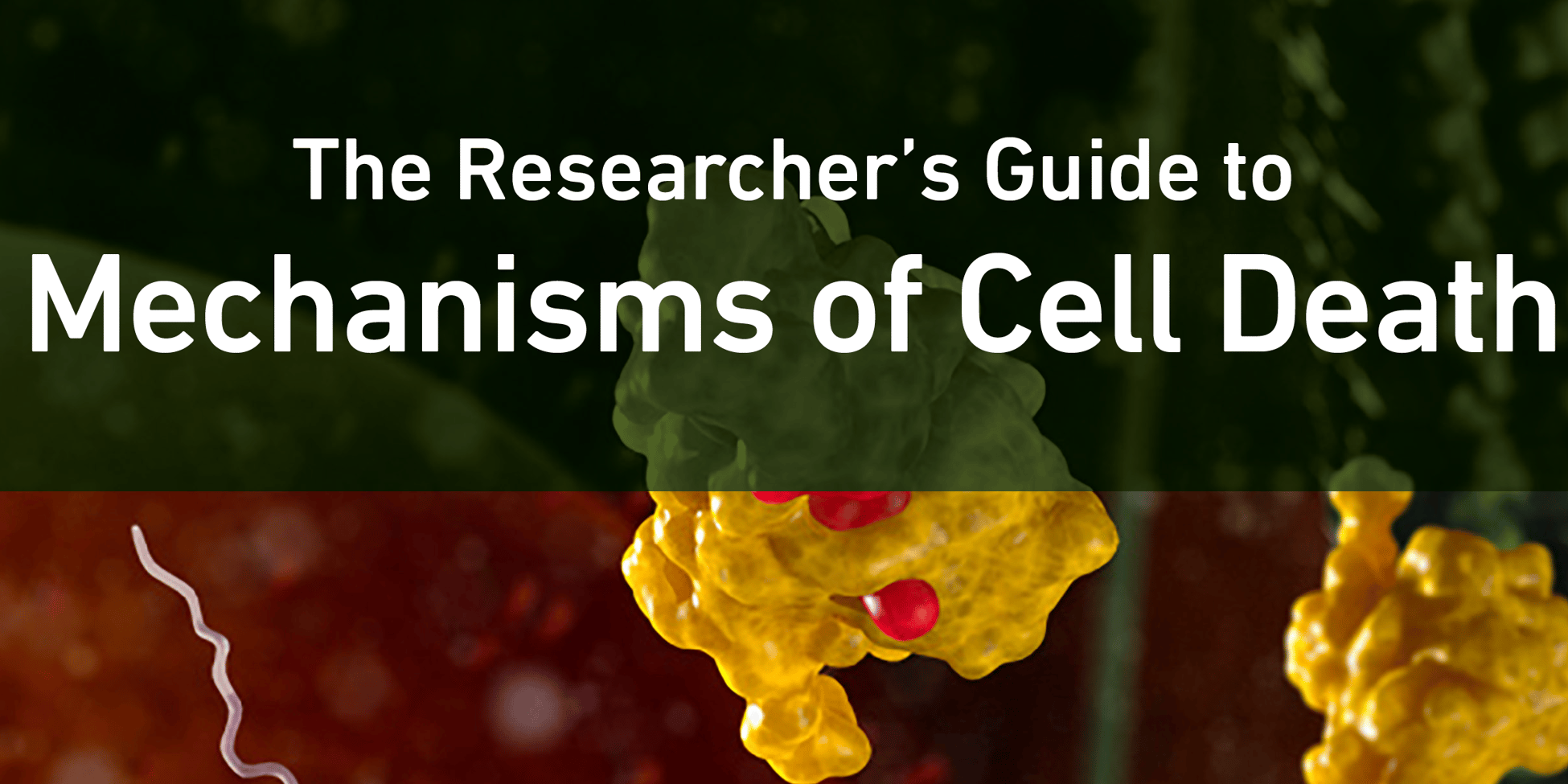Mechanisms of Cell Death: Necrosis & Necroptosis