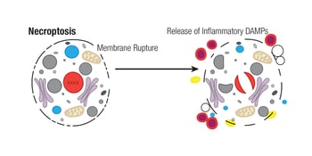 Mechanisms of Cell Death: Necrosis & Necroptosis | CST Blog