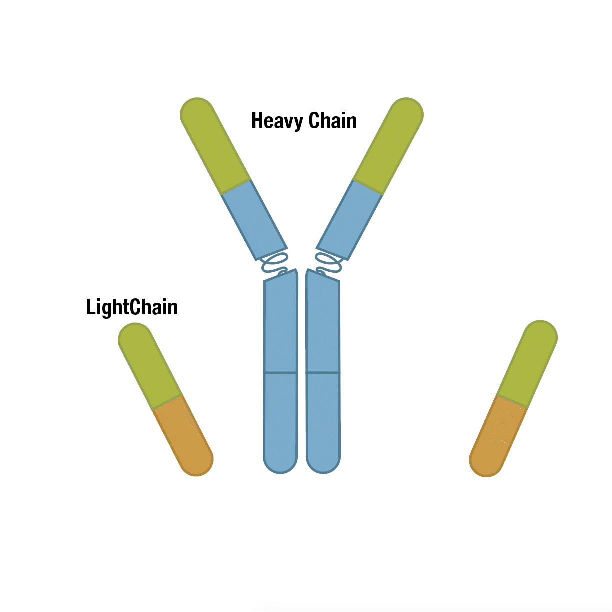 Antibody Essentials Part 1: Antibody Basics