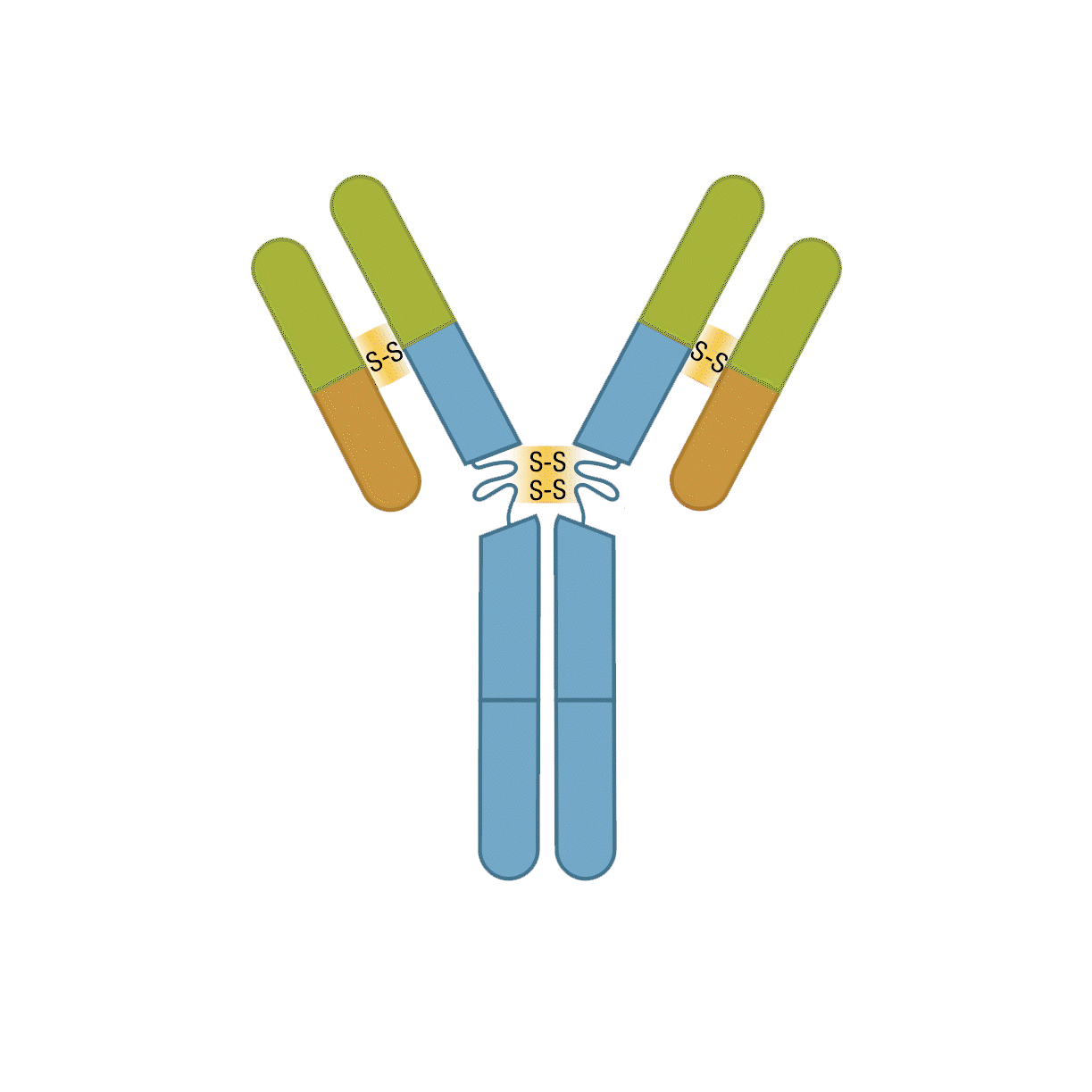 Antibody Essentials Part 1: Antibody Basics