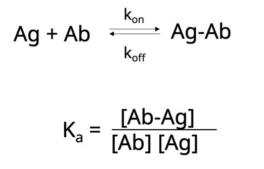 What Is a Research Antibody? | Antibody Essentials