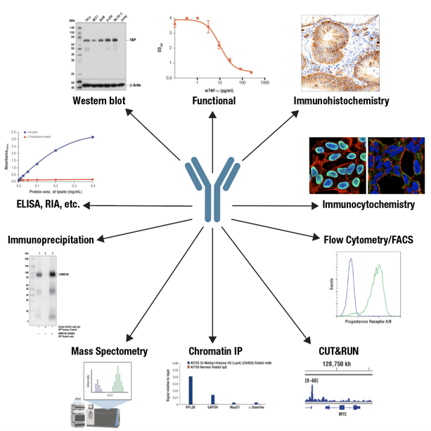 Antibody Essentials Part 1: Antibody Basics
